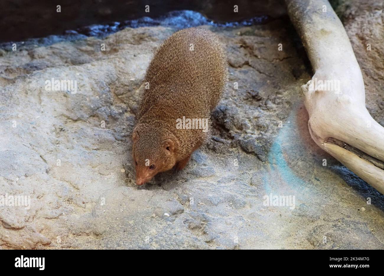 Common dwarf mongoose in Zoo Vienna Schonbrunn Stock Photo - Alamy