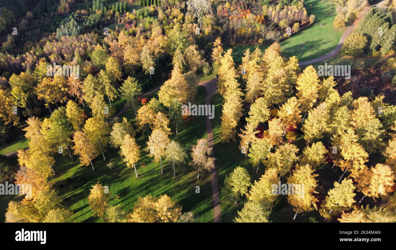 Westonbirt Arboretum, Gloucestershire, UK. Forest in Autumn with bright ...