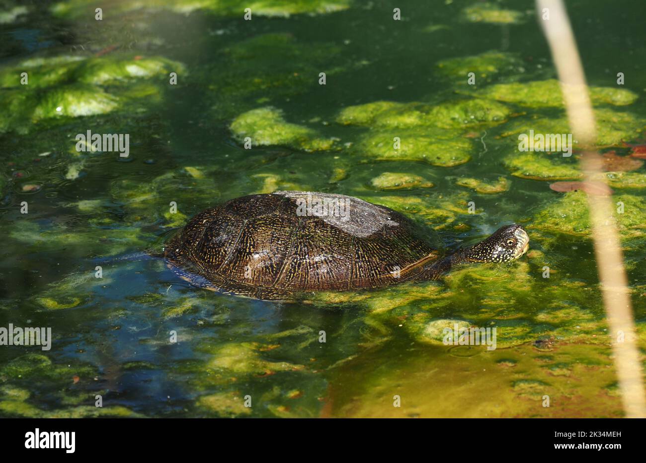 Turtle in peaceful pond hi-res stock photography and images - Alamy