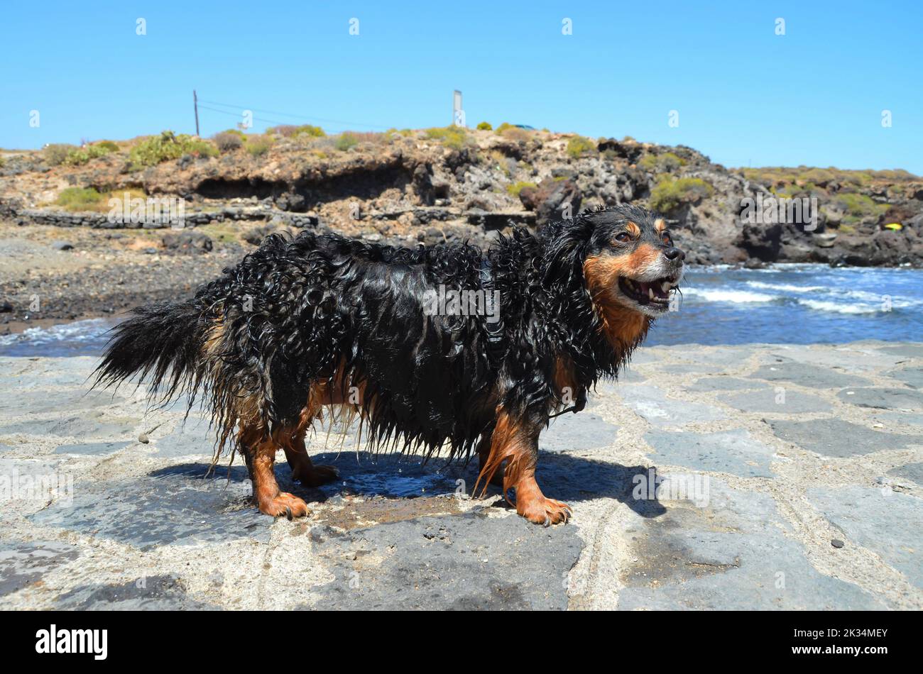 The close-up view of a wet black dog on the stone floor under the blue ...