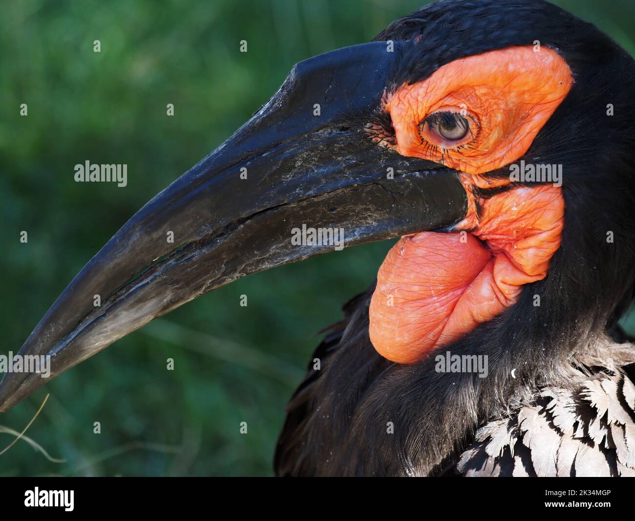 Kaffir Horned Raven at the Zoo Vienna Schonbrunn Stock Photo - Alamy