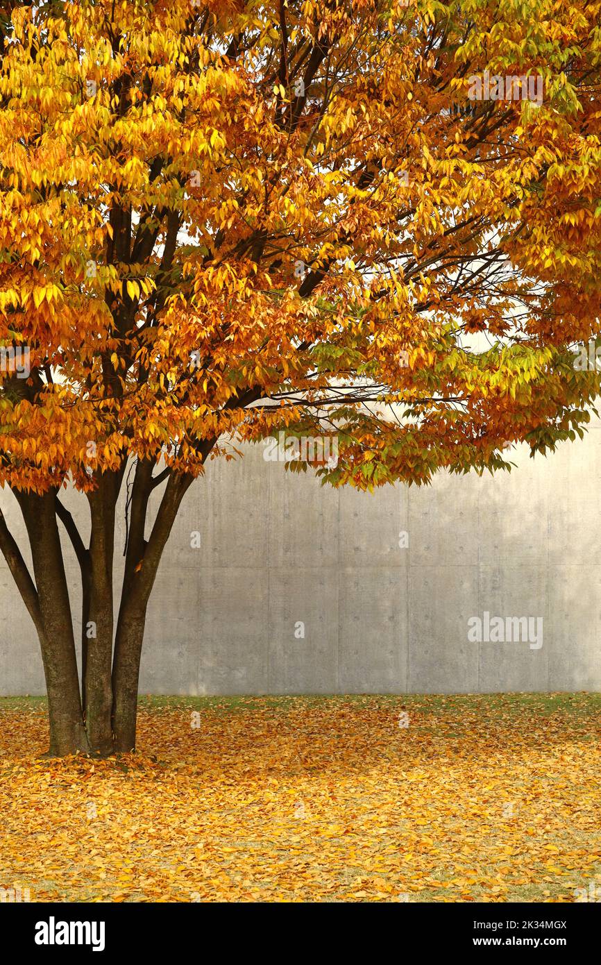 A yellow leaved zelkova tree that shines in the autumn town Stock Photo ...