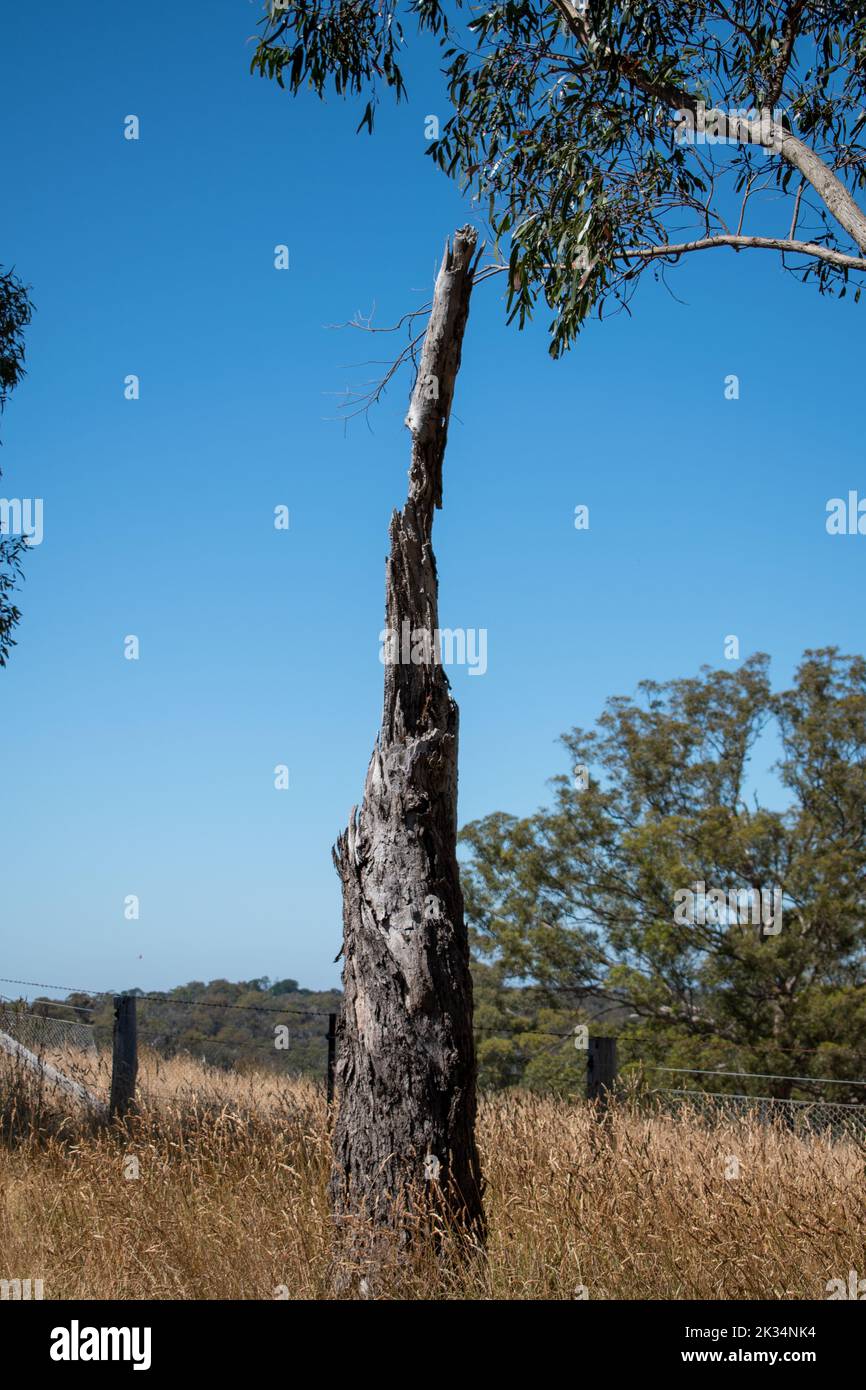 A vertical shot of a tall old gum tree on the Victoria countryside in ...