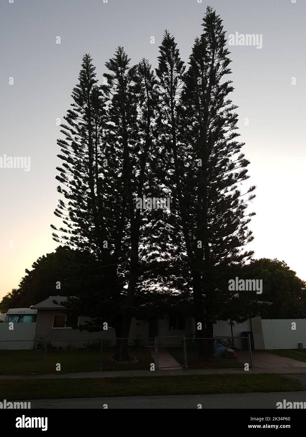 A beautiful view of tall trees in a garden of a house Stock Photo - Alamy