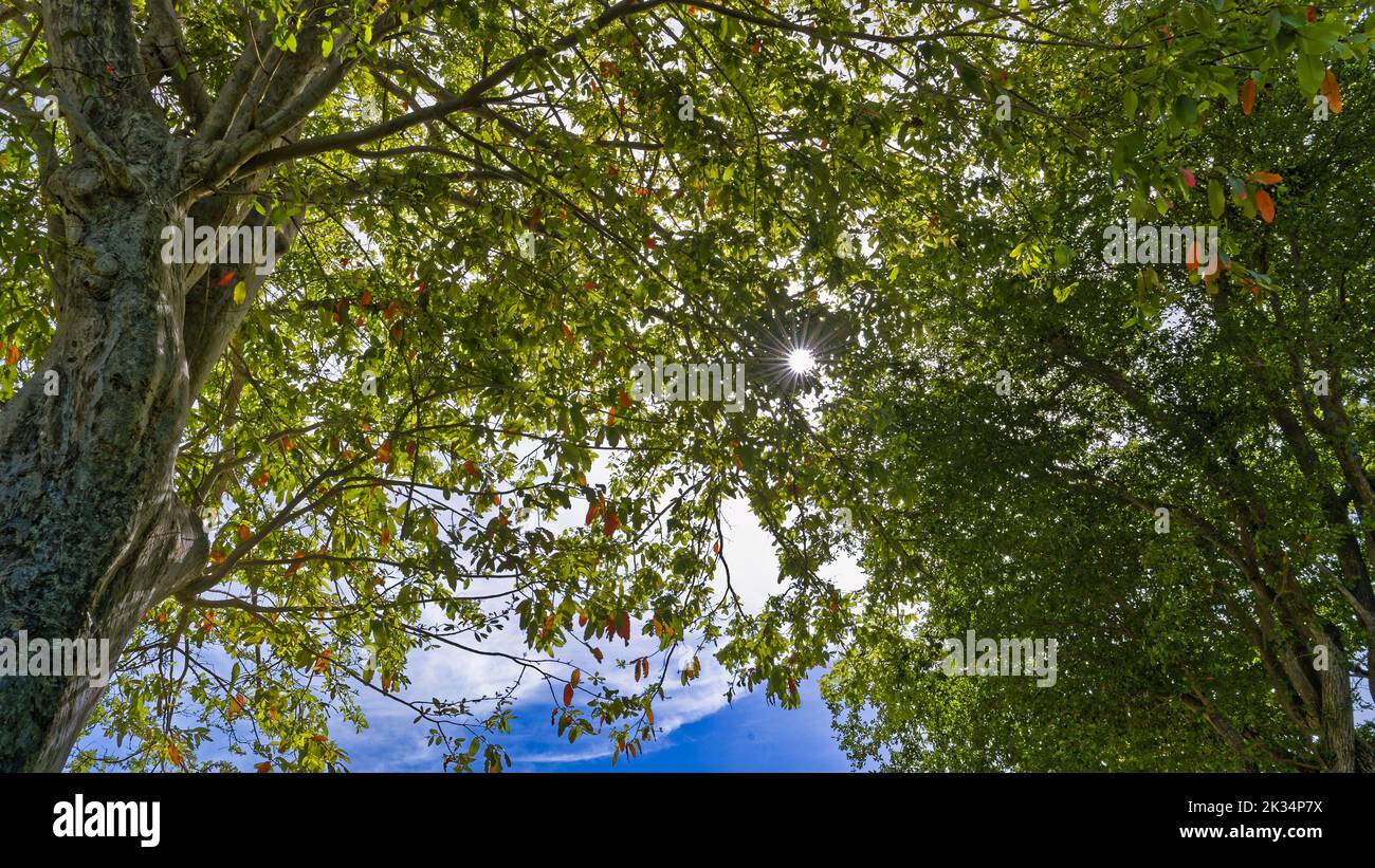 View through branches beautiful landscape hi-res stock photography and ...