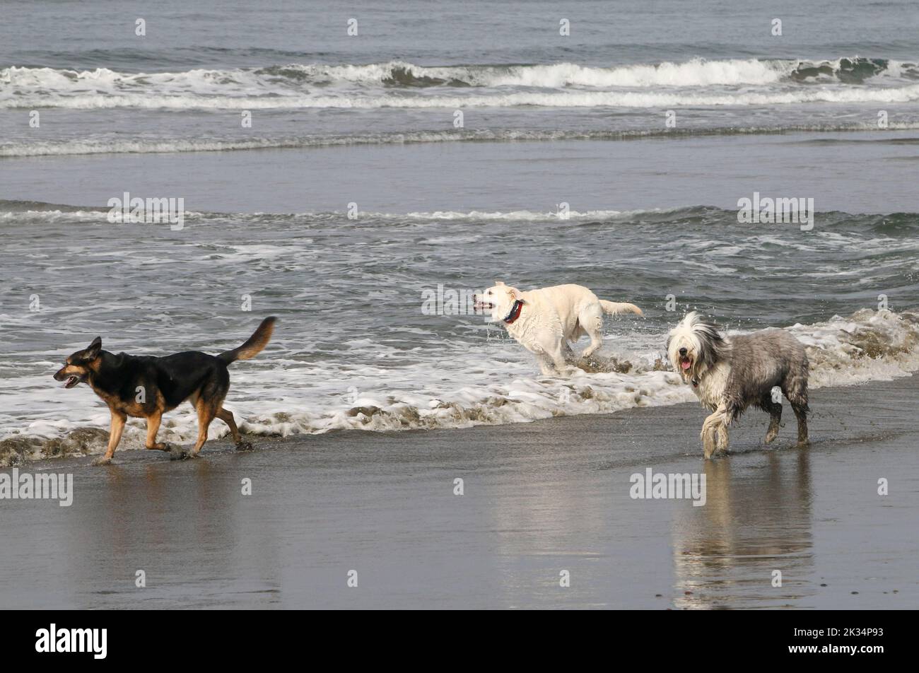 Three dogs at the Pacific Ocean running in the waves Stock Photo - Alamy
