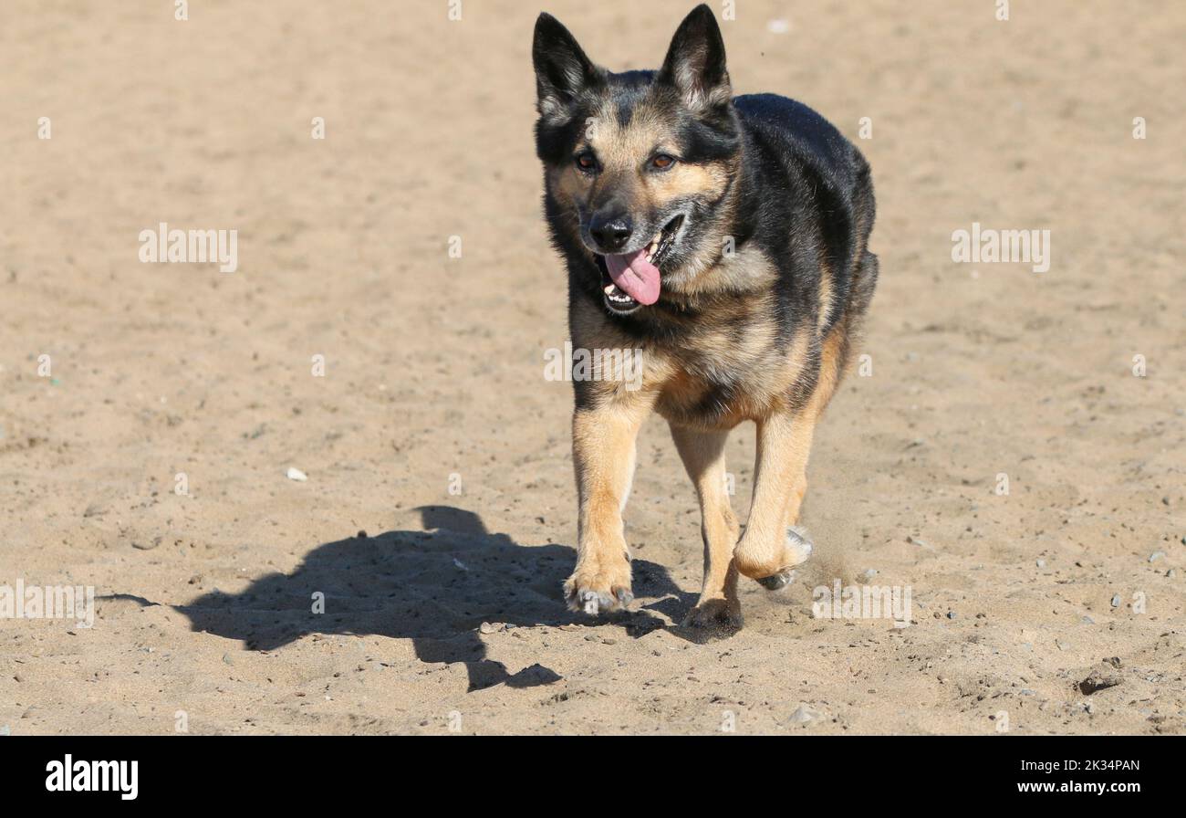 German Shepherd at the beach running in the sand Stock Photo - Alamy