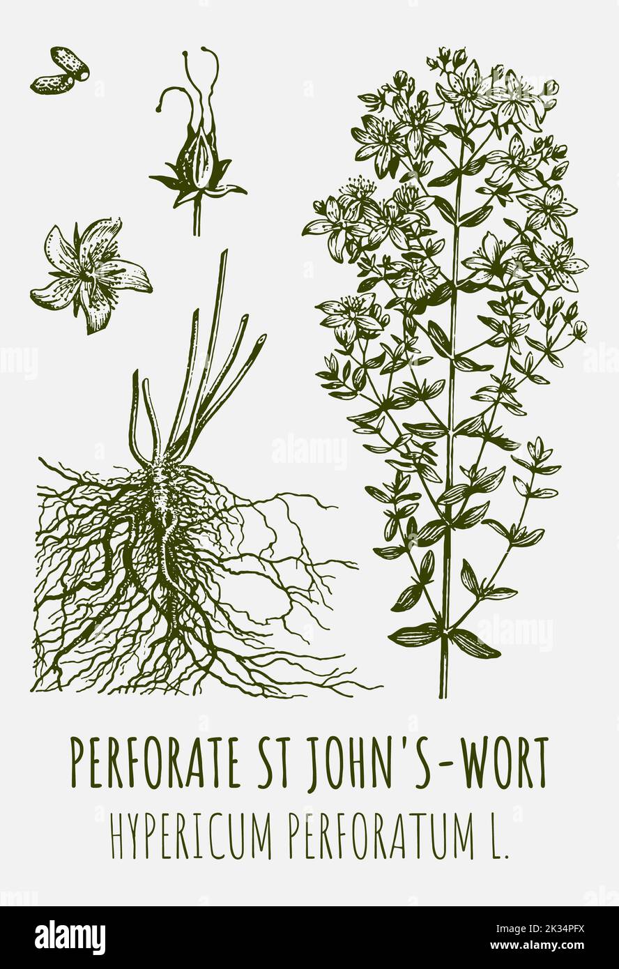 Vector drawings of Perforate St John's-wort. Hand drawn illustration ...