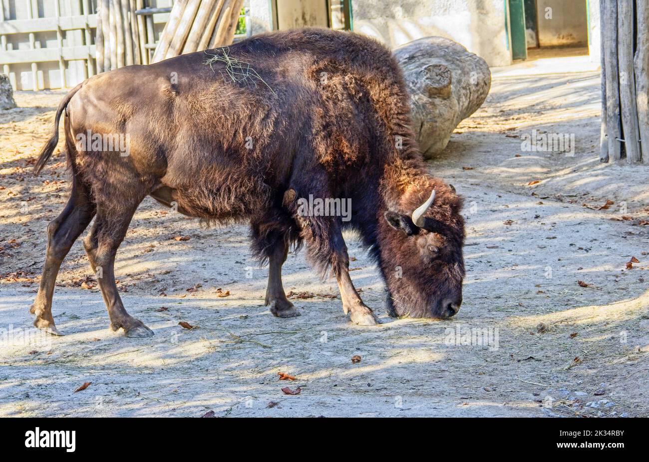 American bison (Bison bison) in Zoo Vienna Schonbrunn Stock Photo - Alamy