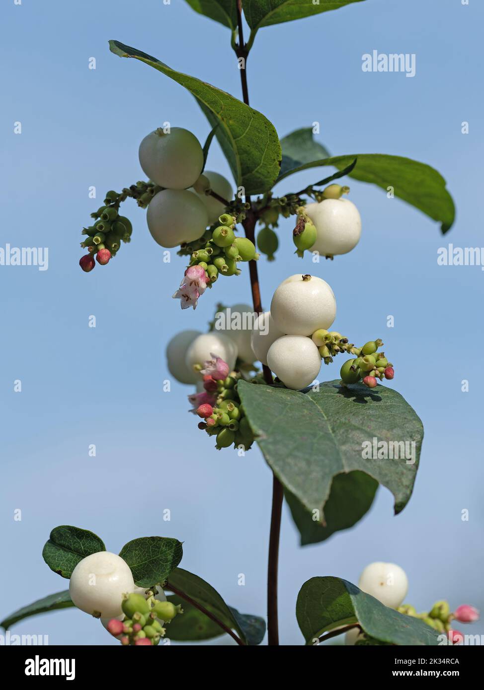 Fruits of the snow berry, Symphoricarpos Stock Photo - Alamy