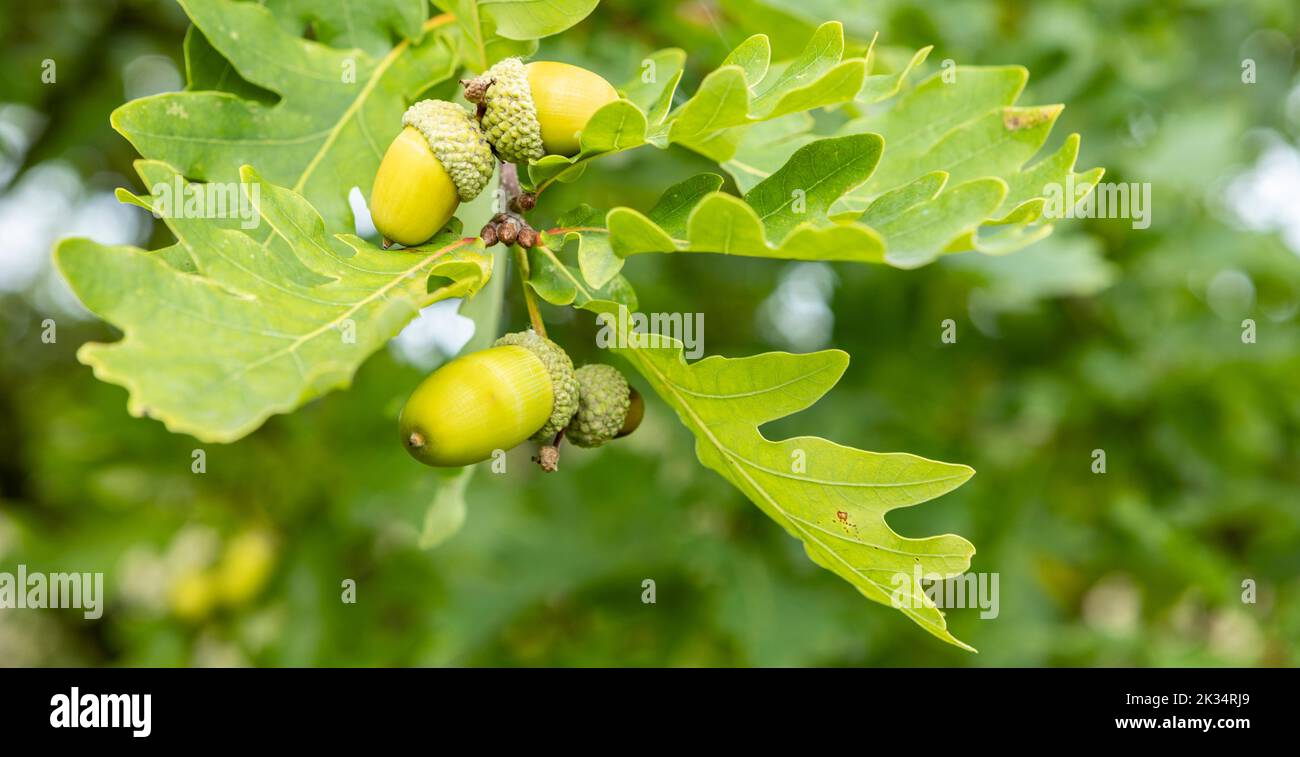 Green foliage beautiful young oak hi-res stock photography and images - Alamy