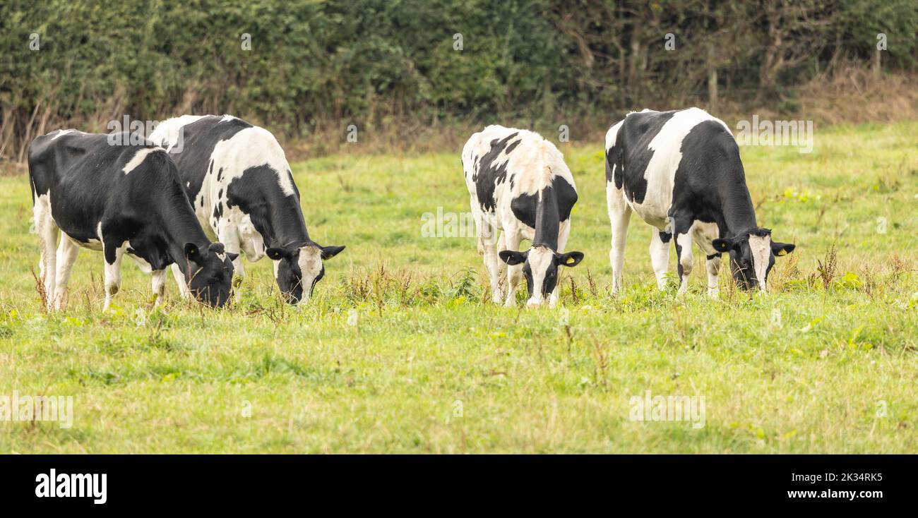 Herd of cows or cattle on fresh green field or pasture Stock Photo - Alamy