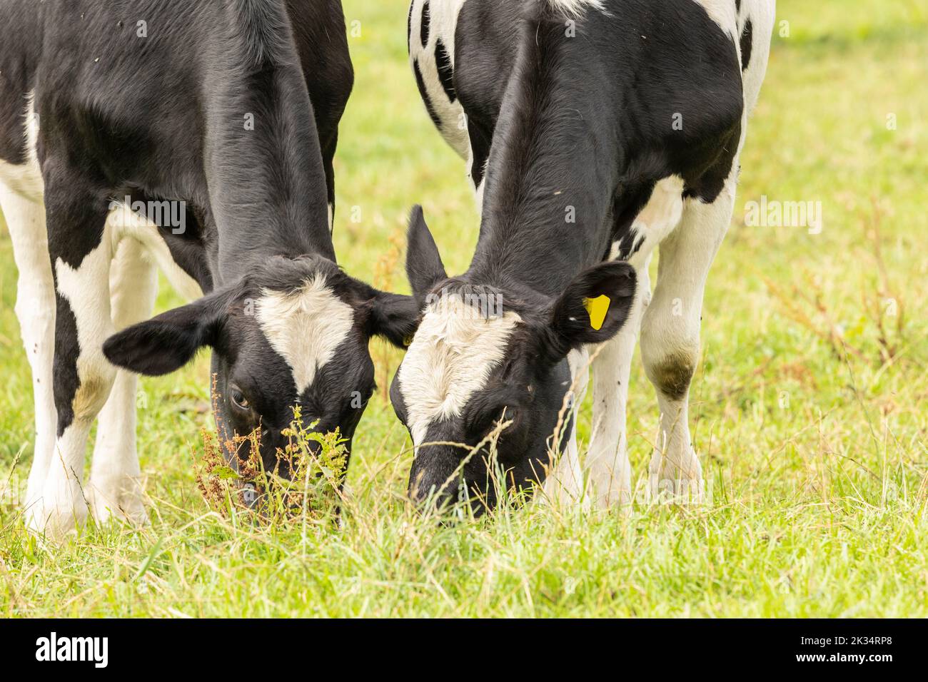 Herd of cows or cattle on fresh green field or pasture Stock Photo - Alamy