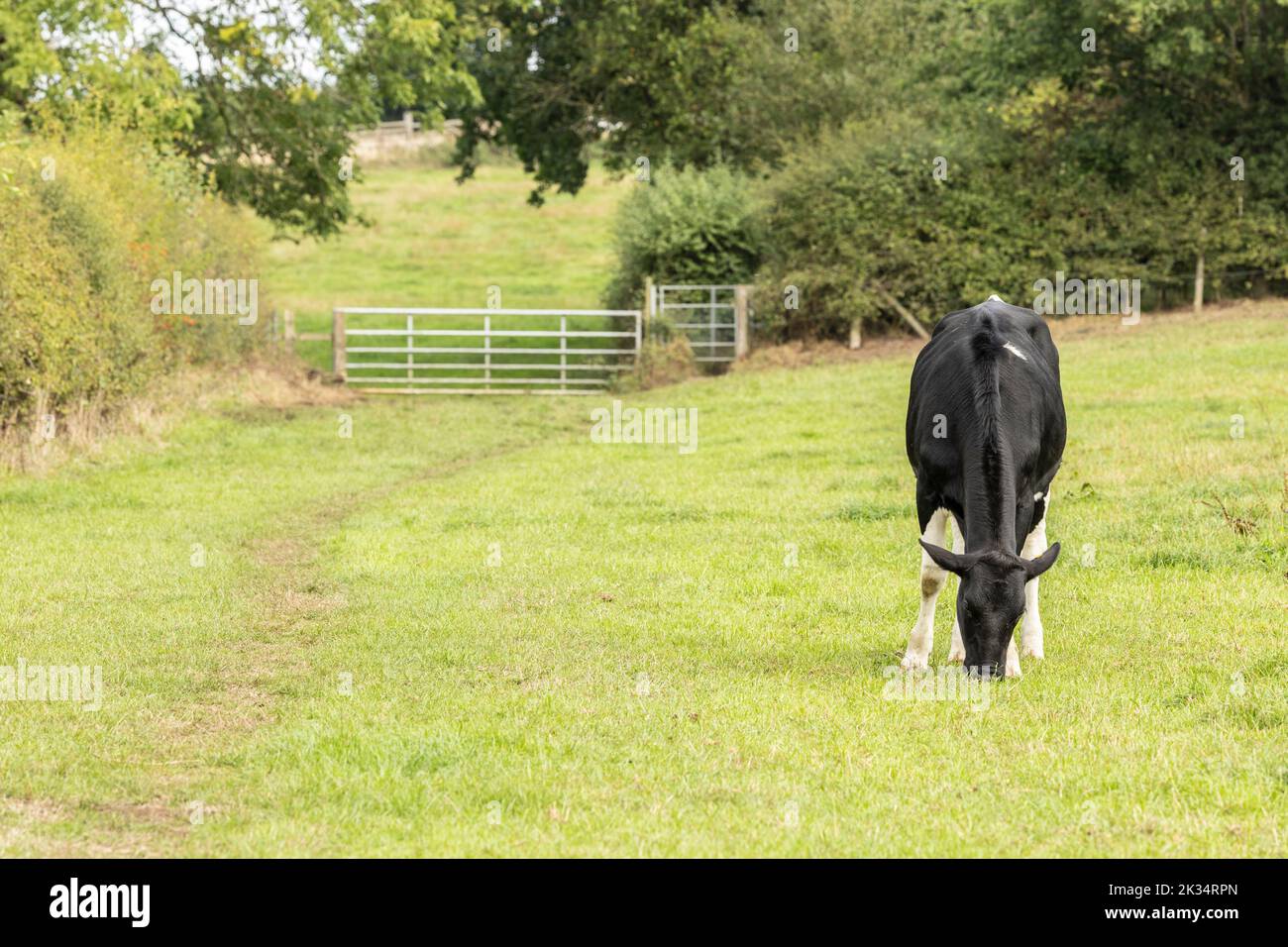 cow grazing during the summer months on grass Stock Photo - Alamy