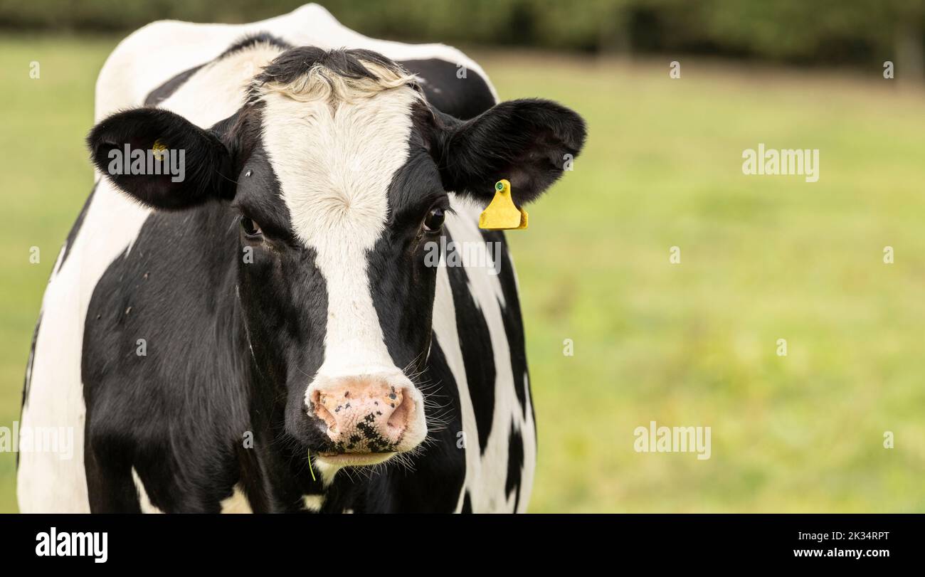 Close up portrait of the head of a Friesian Cow Stock Photo - Alamy
