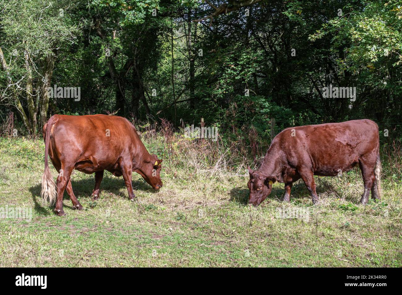 Ebernoe Common woodland pasture with Red Ruby Devon cattle grazing, a ...
