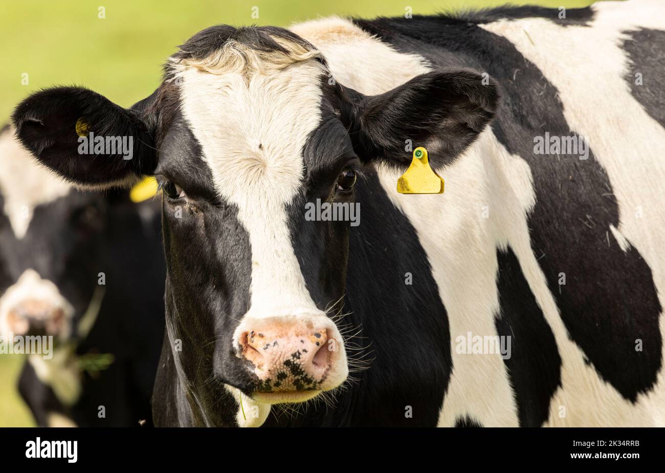 Beautiful holstein friesian cattle hi-res stock photography and images ...