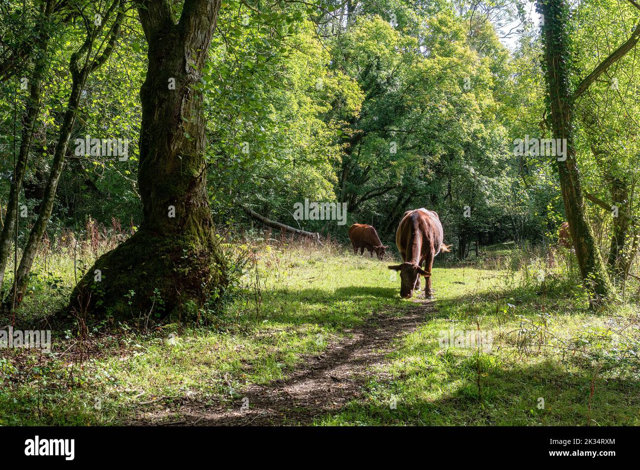 Ebernoe Common woodland pasture with Red Ruby Devon cattle grazing, a ...