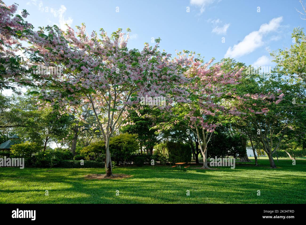 A view of beautiful trees in a green field on a sunny day Stock Photo ...