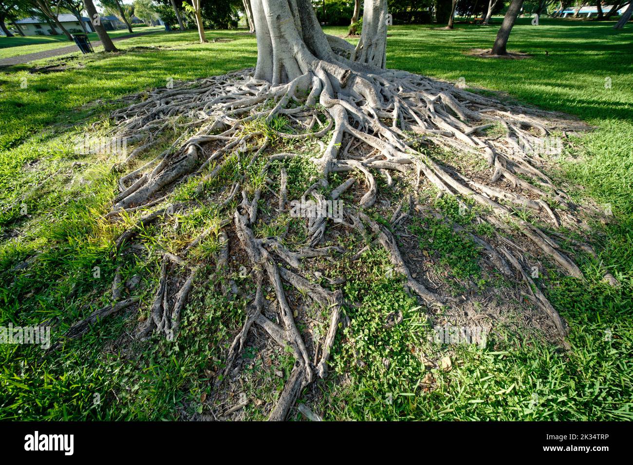 A view of beautiful tree roots in a field with fresh grass Stock Photo ...