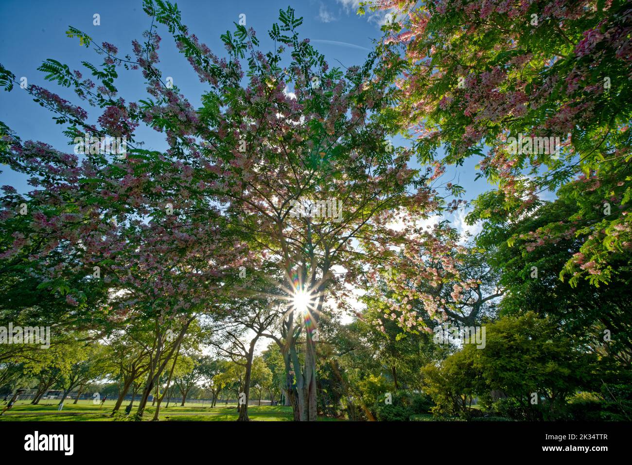 A view of beautiful trees in a green field on a sunny day Stock Photo ...