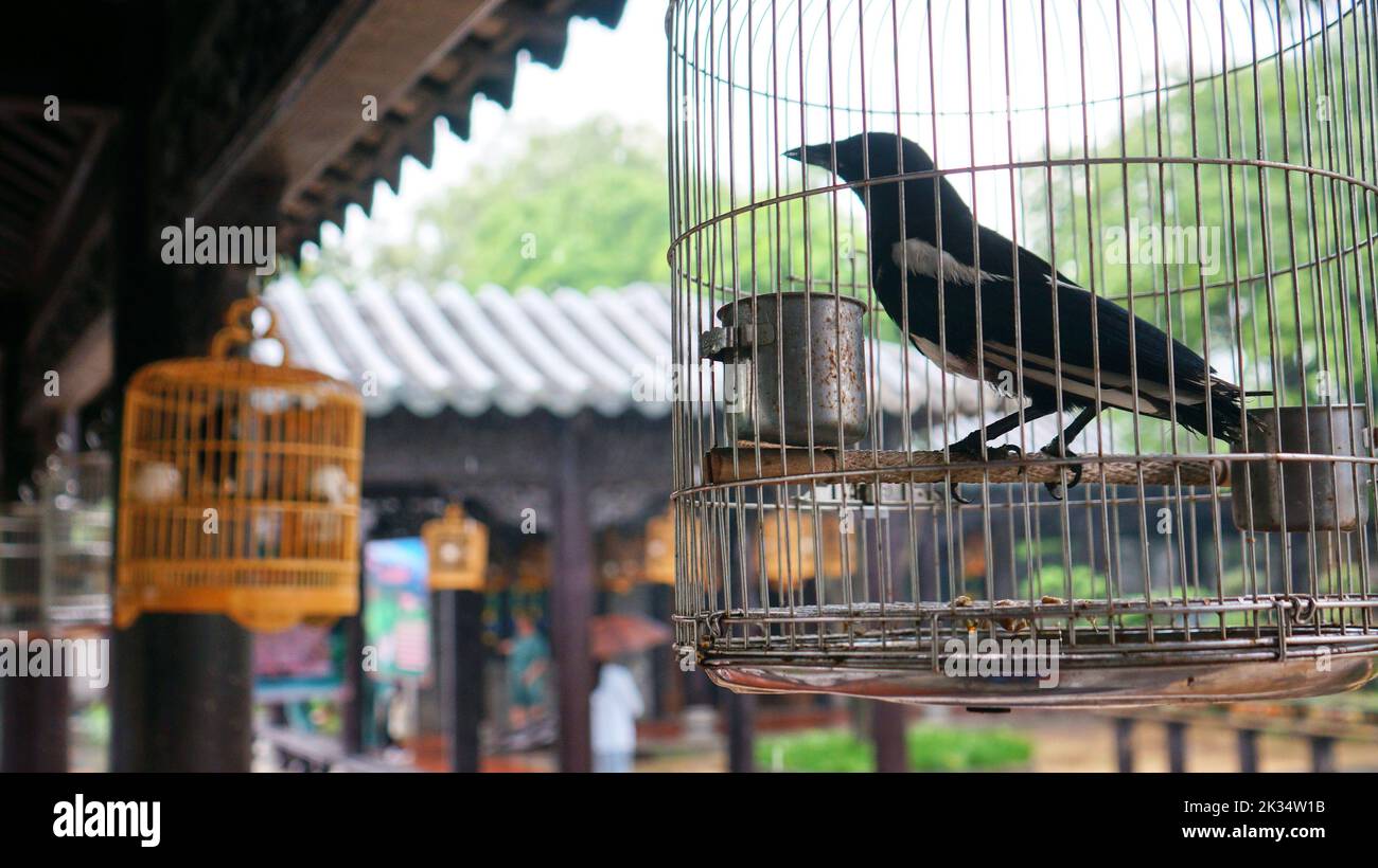 Piping crow hi-res stock photography and images - Alamy