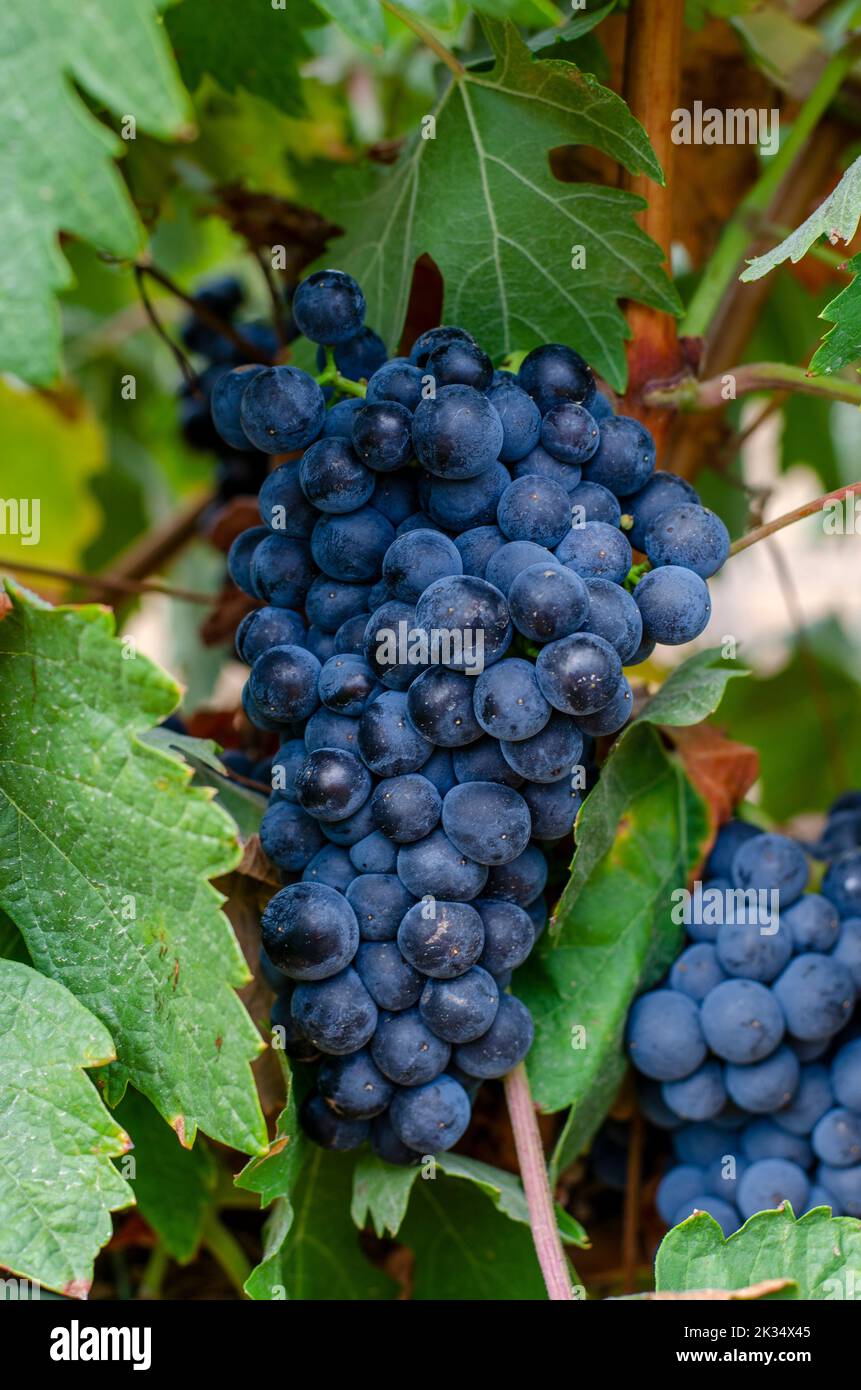 Clusters of red grapes ready for harvesting Stock Photo - Alamy