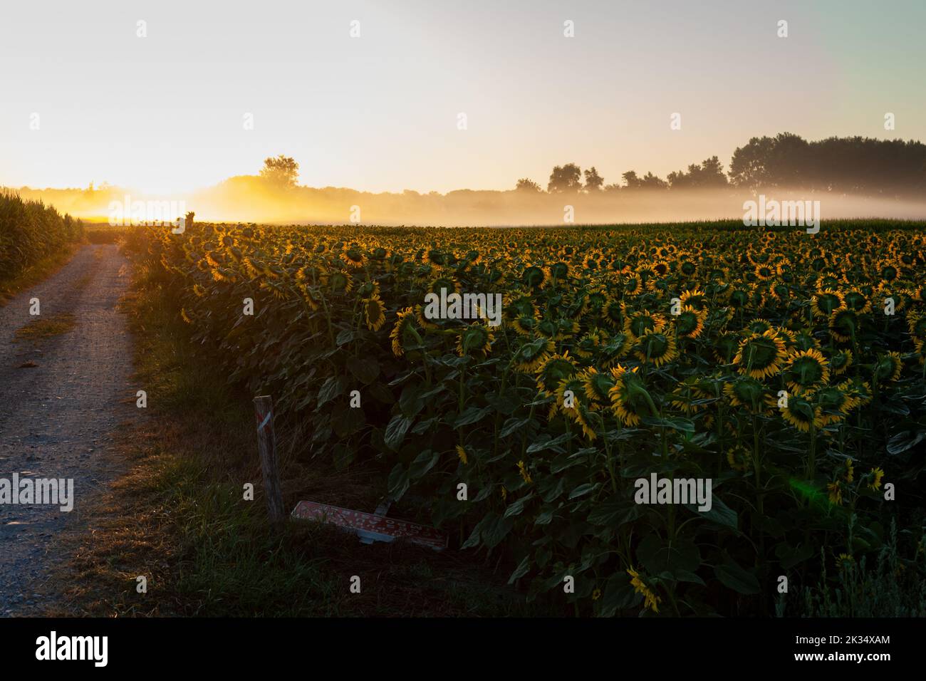Real Panorama Landscape Of Sunflower fields at sunrise along the way of ...