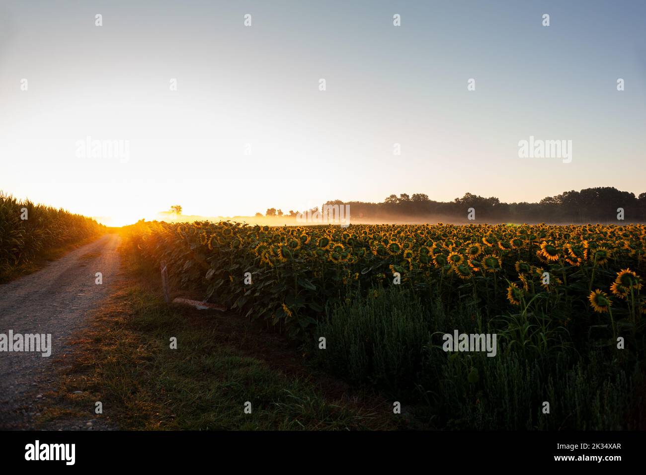 Real Panorama Landscape Of Sunflower fields at sunrise along the way of ...