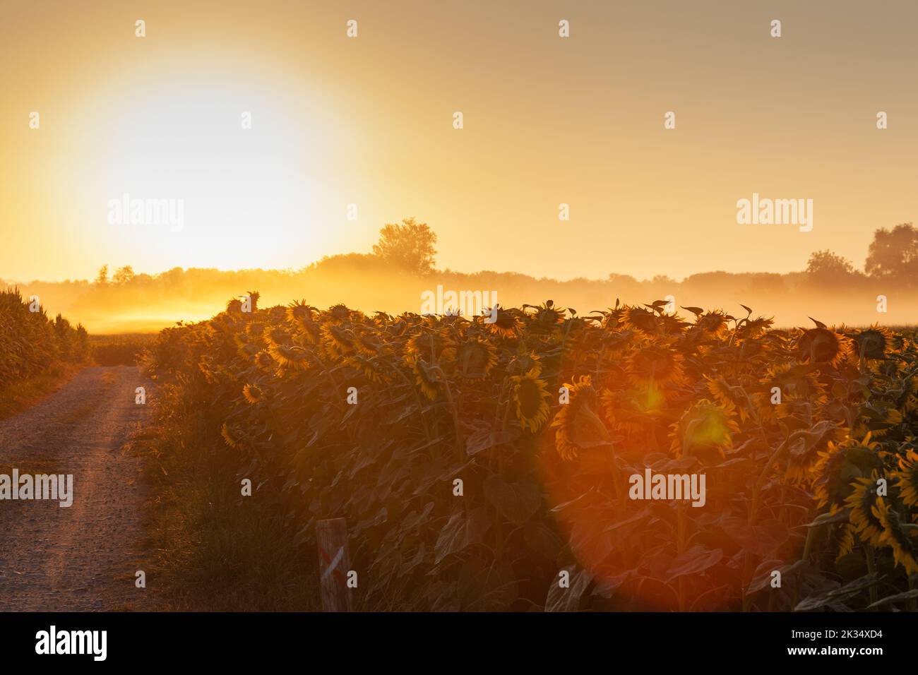 Sunflower field at sunrise along the Chemin du Puy also called Via ...