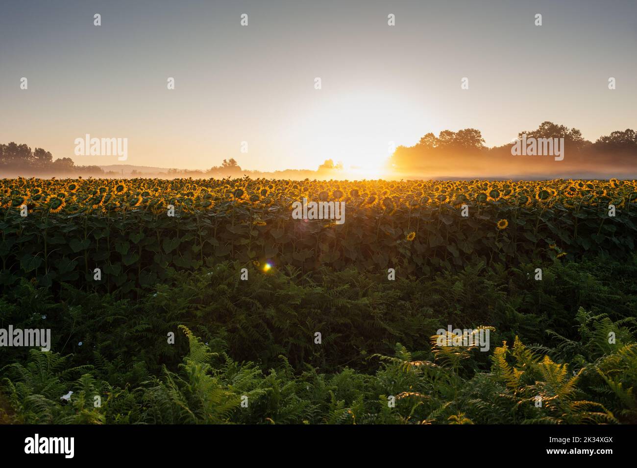 Real Panorama Landscape Of Sunflower fields at sunrise along the way of ...