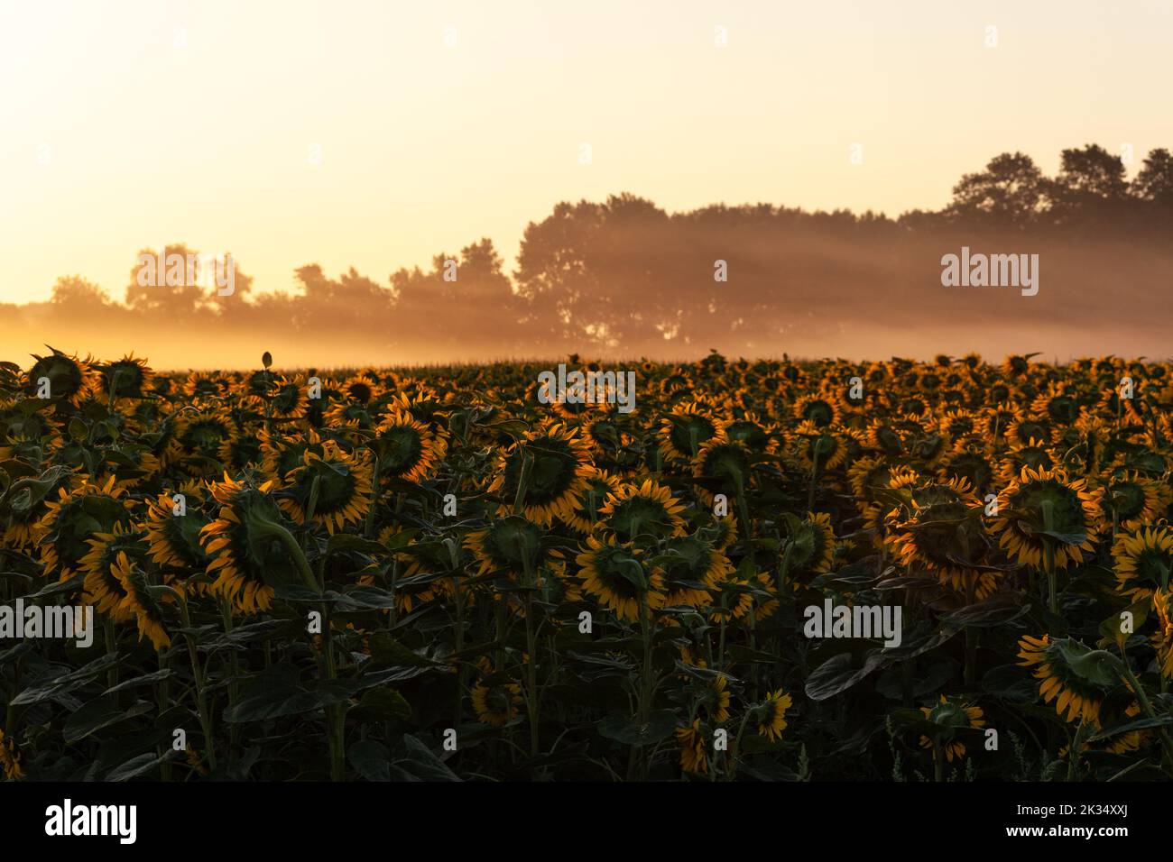 Real Panorama Landscape Of Sunflower fields at sunrise along the way of ...