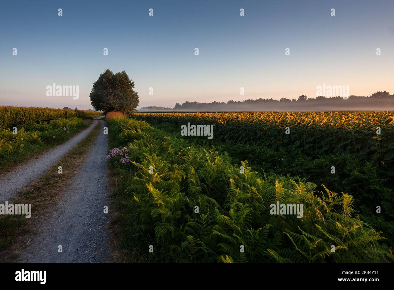 Path along the Chemin du Puy also called Via Podiensis or the Le Puy ...