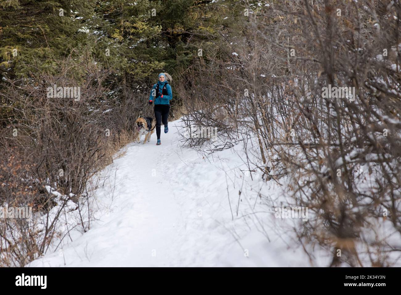 Female dog in nature hi-res stock photography and images - Alamy