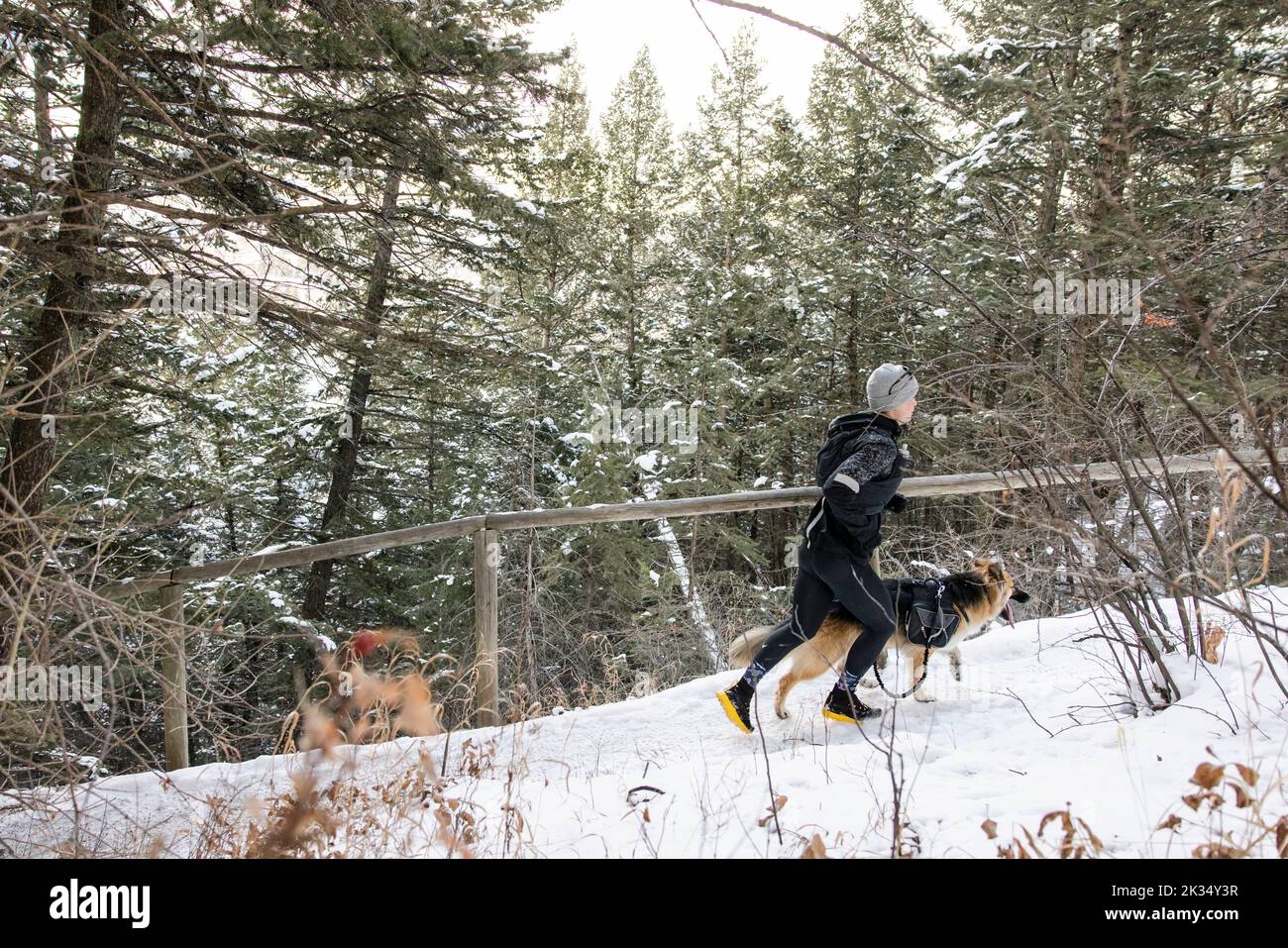 Healthy male dog hi-res stock photography and images - Alamy