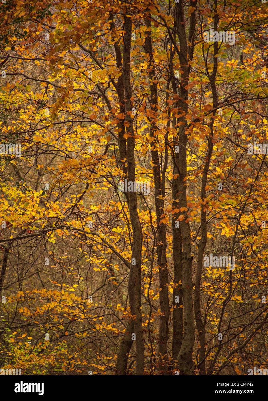 Beautiful close up landscape image of golden beech tree in full color ...