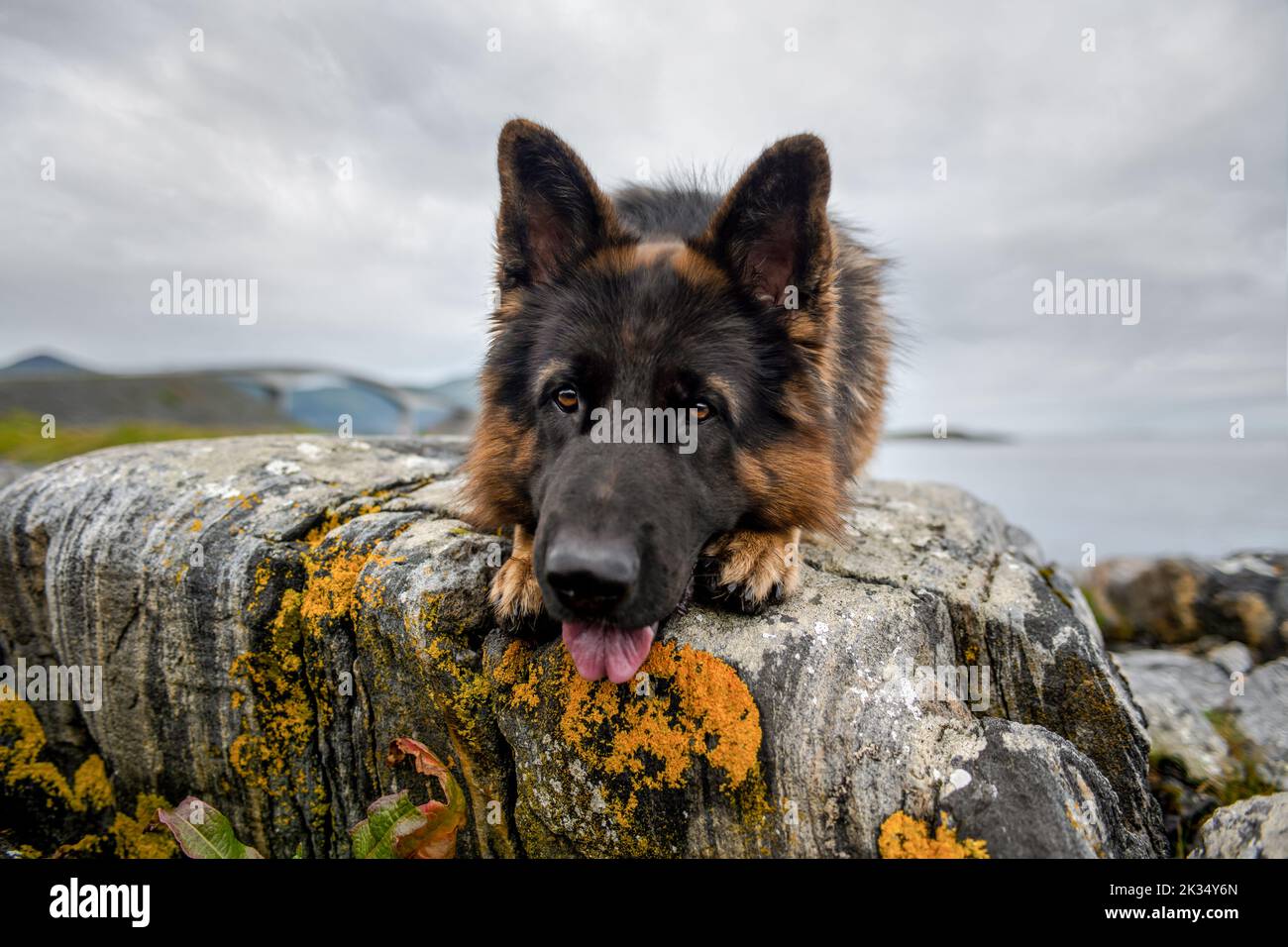 German Shepherd Dog in Norway Stock Photo - Alamy