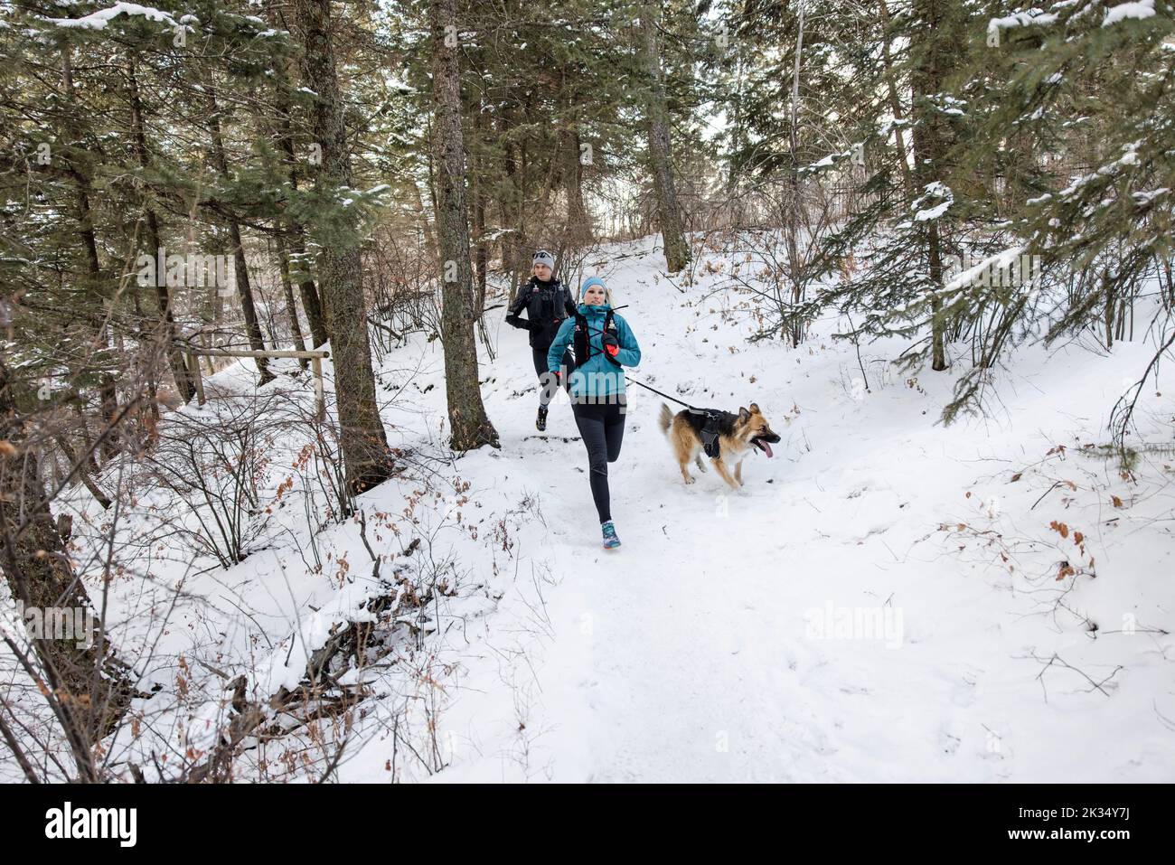 Active dog in nature hi-res stock photography and images - Alamy