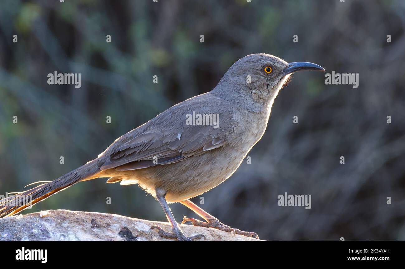 A closeup shot of a true thrush in the forest Stock Photo - Alamy