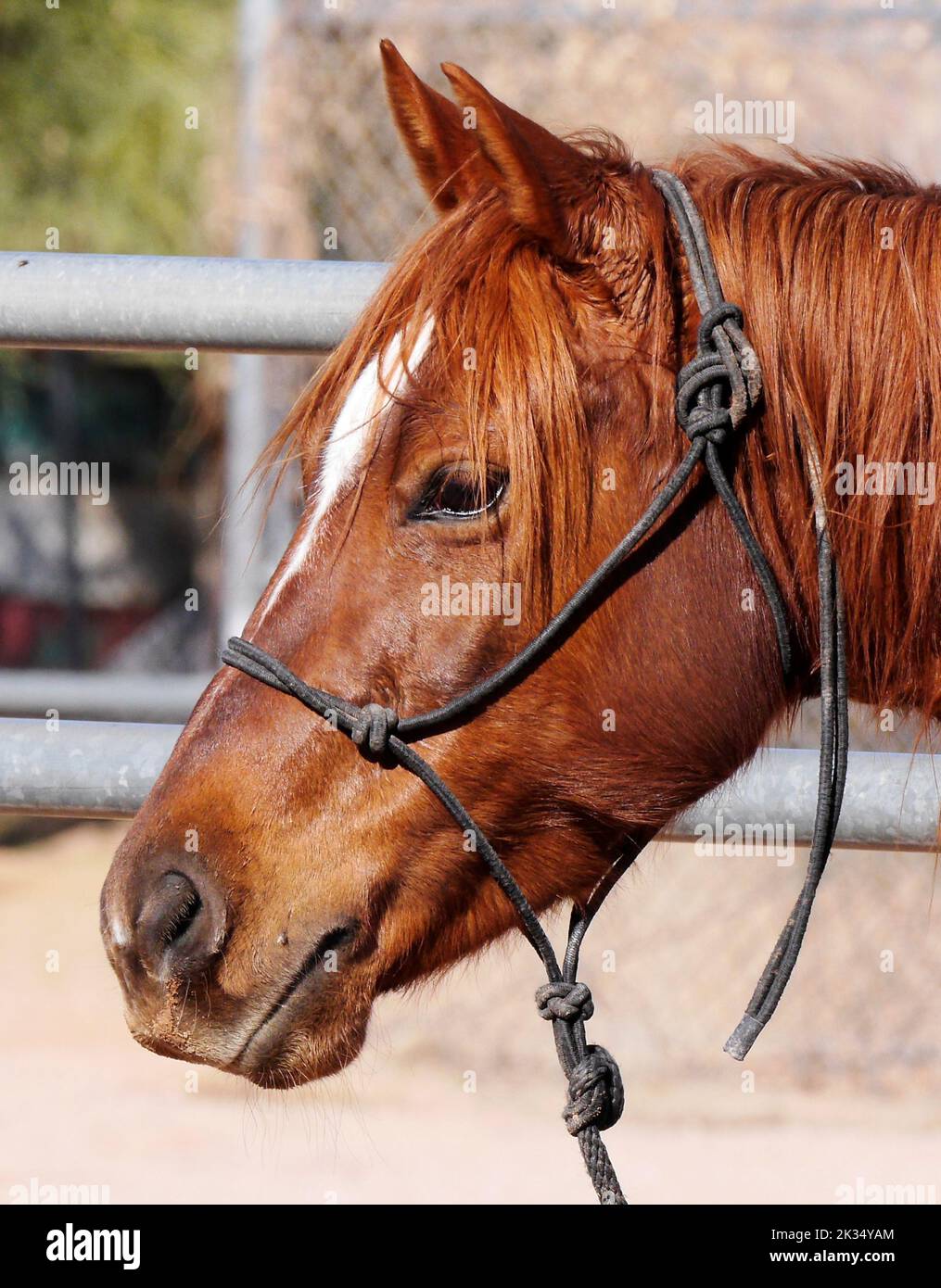 A vertical portrait of a red horse (Equus ferus caballus Stock Photo ...
