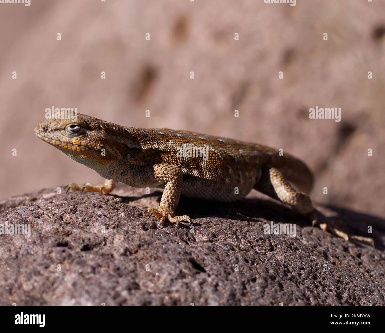 A closeup shot of a yellow-spotted tropical night lizard (Lepidophyma ...