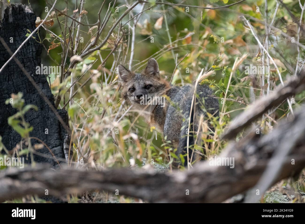 Sequoyah state park oklahoma hi-res stock photography and images - Alamy