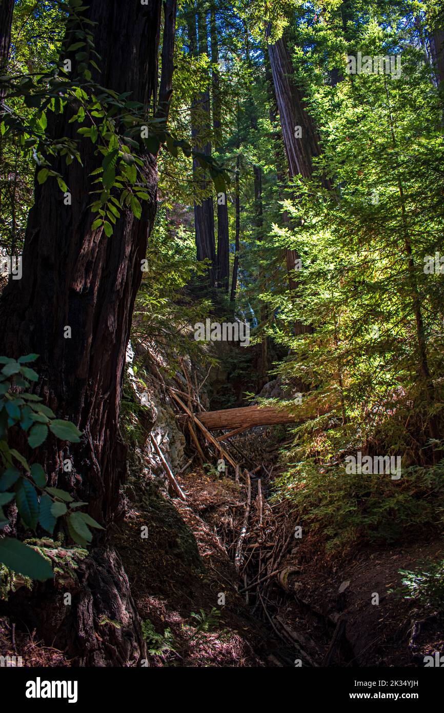 Pfeiffer Big Sur State Park, Big Sur, California, USA Stock Photo - Alamy Pfeiffer Big Sur State Park, Big Sur, California, USA Stock Photo - Alamy