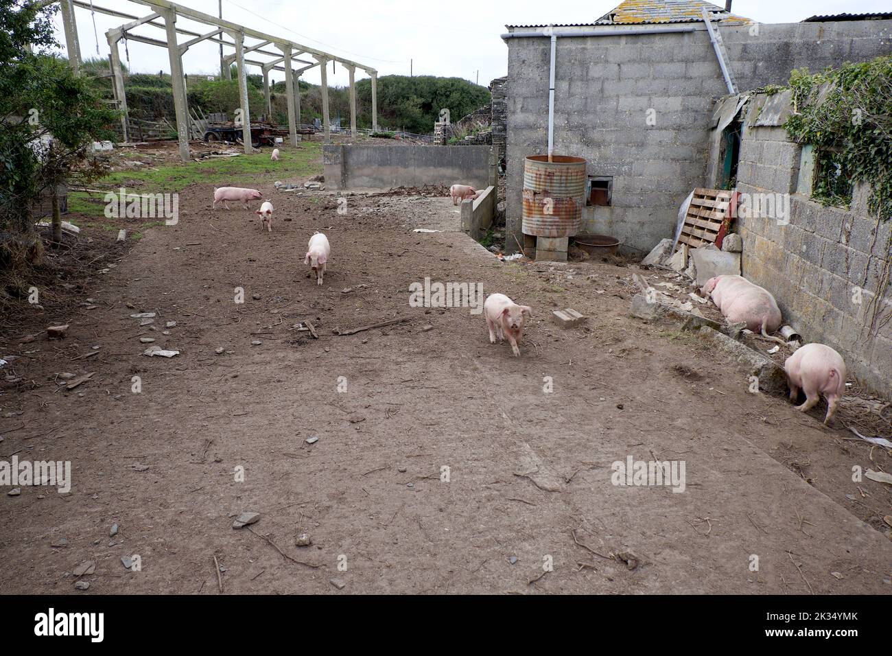 Treyarnon Bay Padstow Cornwall UK 09 24 2022 Pig pen Hogs Stock Photo ...