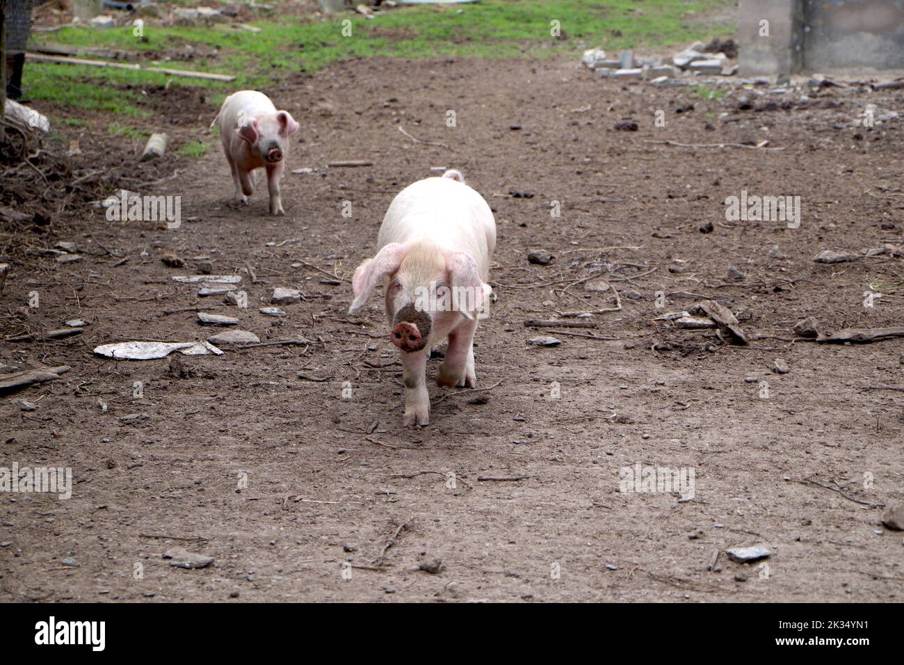 Treyarnon Bay Padstow Cornwall UK 09 24 2022 Pig pen Hogs Stock Photo ...