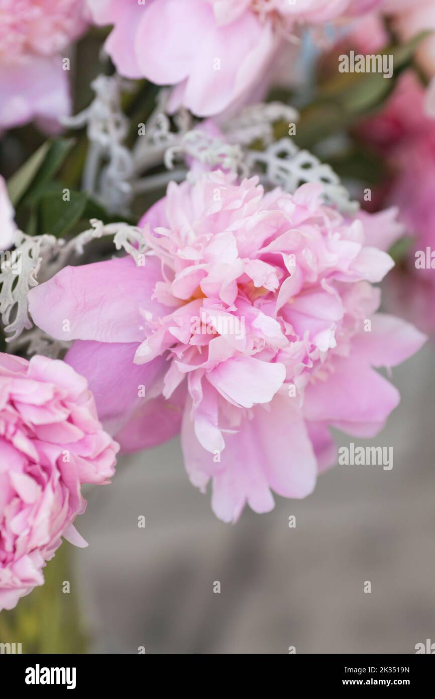 Artistic close up peonies hi-res stock photography and images - Alamy