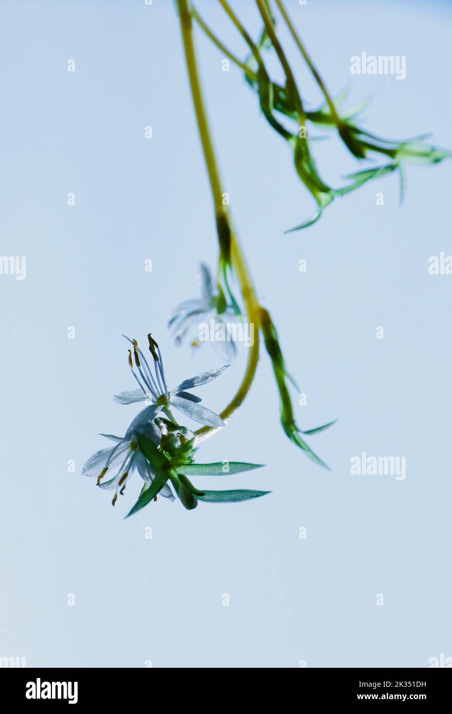 A vertical shot of a Venus chlorophytum flower Stock Photo - Alamy