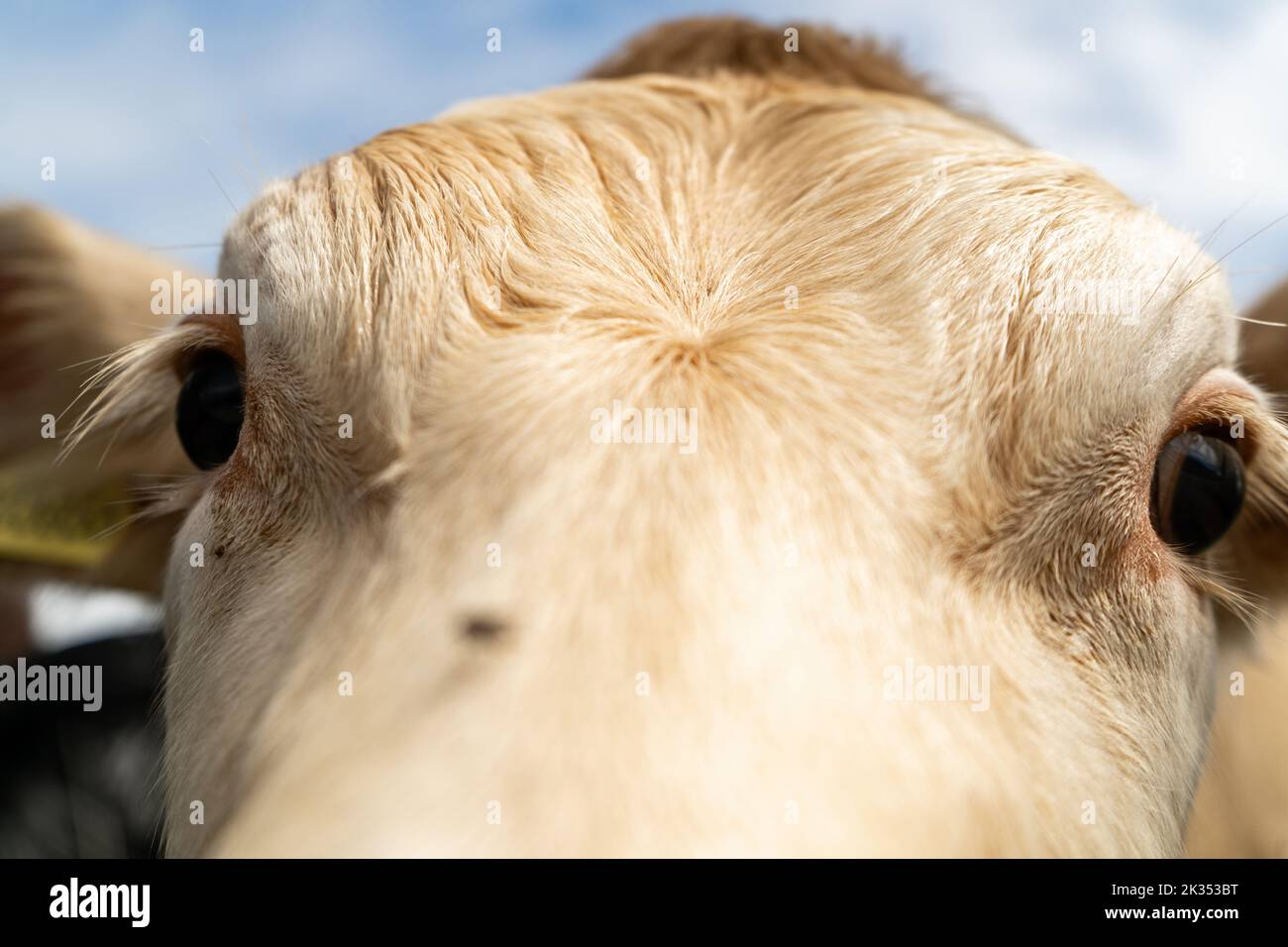 Curious young white cow looking closely to the camera Stock Photo - Alamy