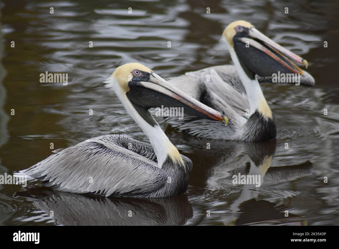 Gulf Coast Pelicans Stock Photo - Alamy