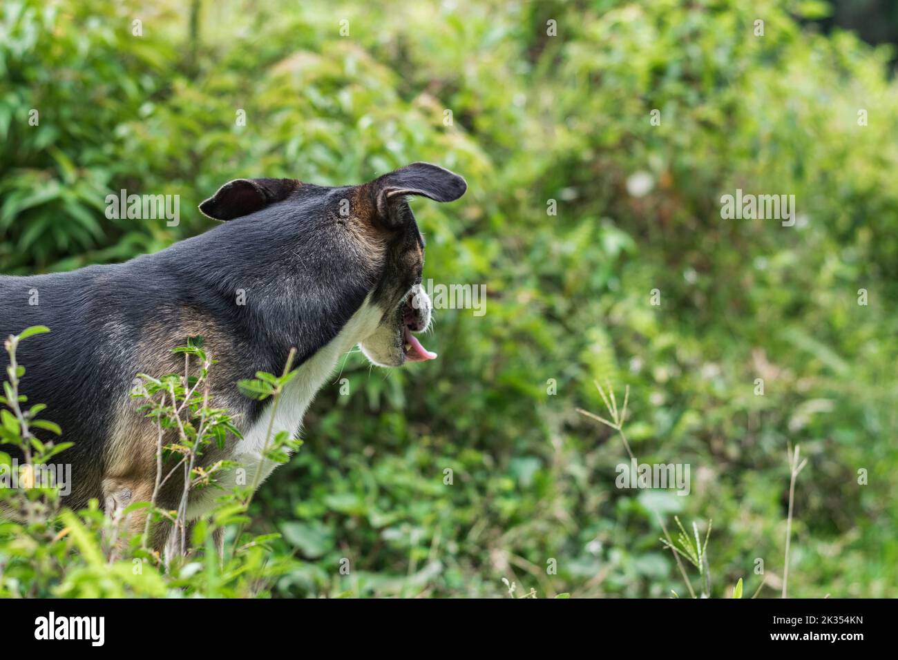 creole dog looking back with a green grass background. black puppy ...